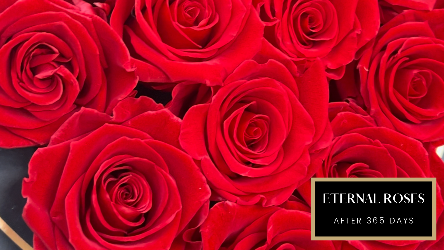 Real Roses That Last A Year | Eternal Flower® & Luxury Gifts – My ...
