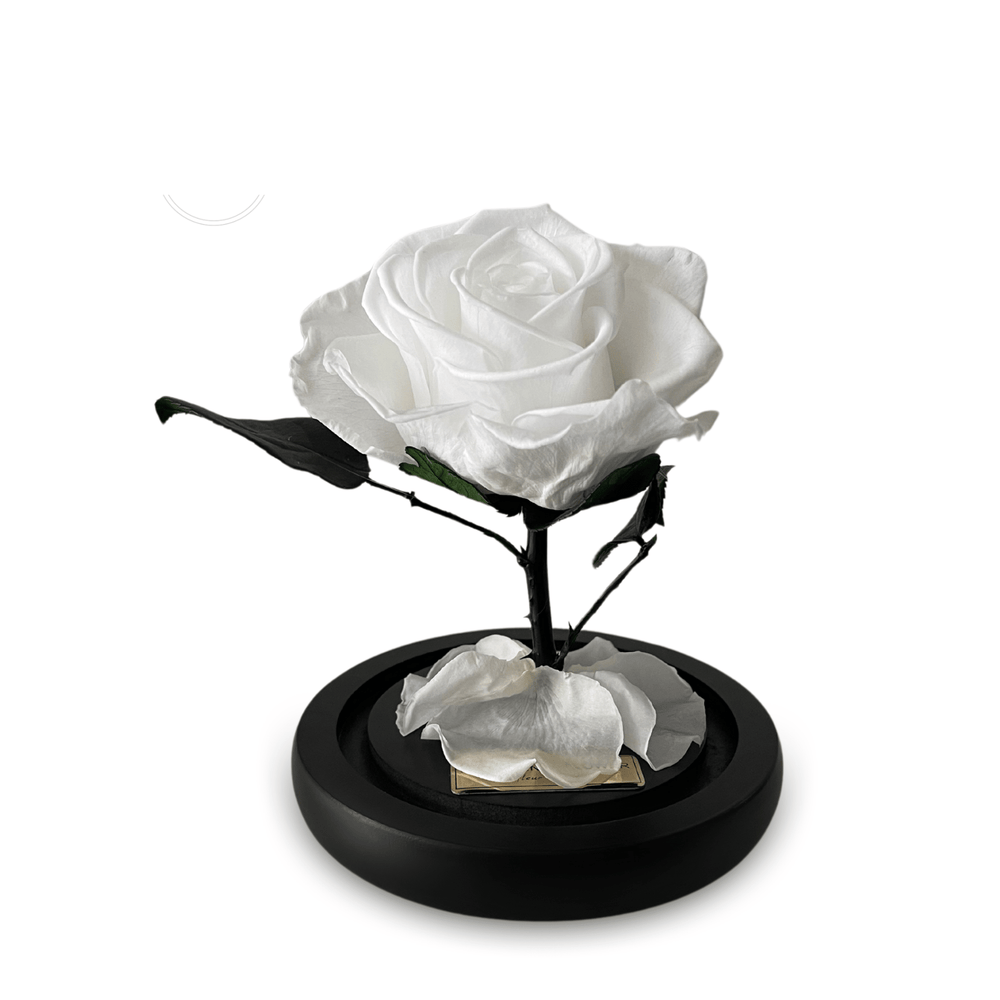 Mini Luxe Eternal Rose Dome in Blanc White – My Eternal Flower